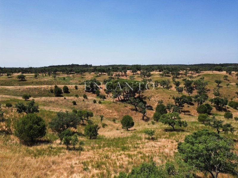 28 Hectares Of Cork Oak In Sao Domingos E Vale De Agua, Setubal ...
