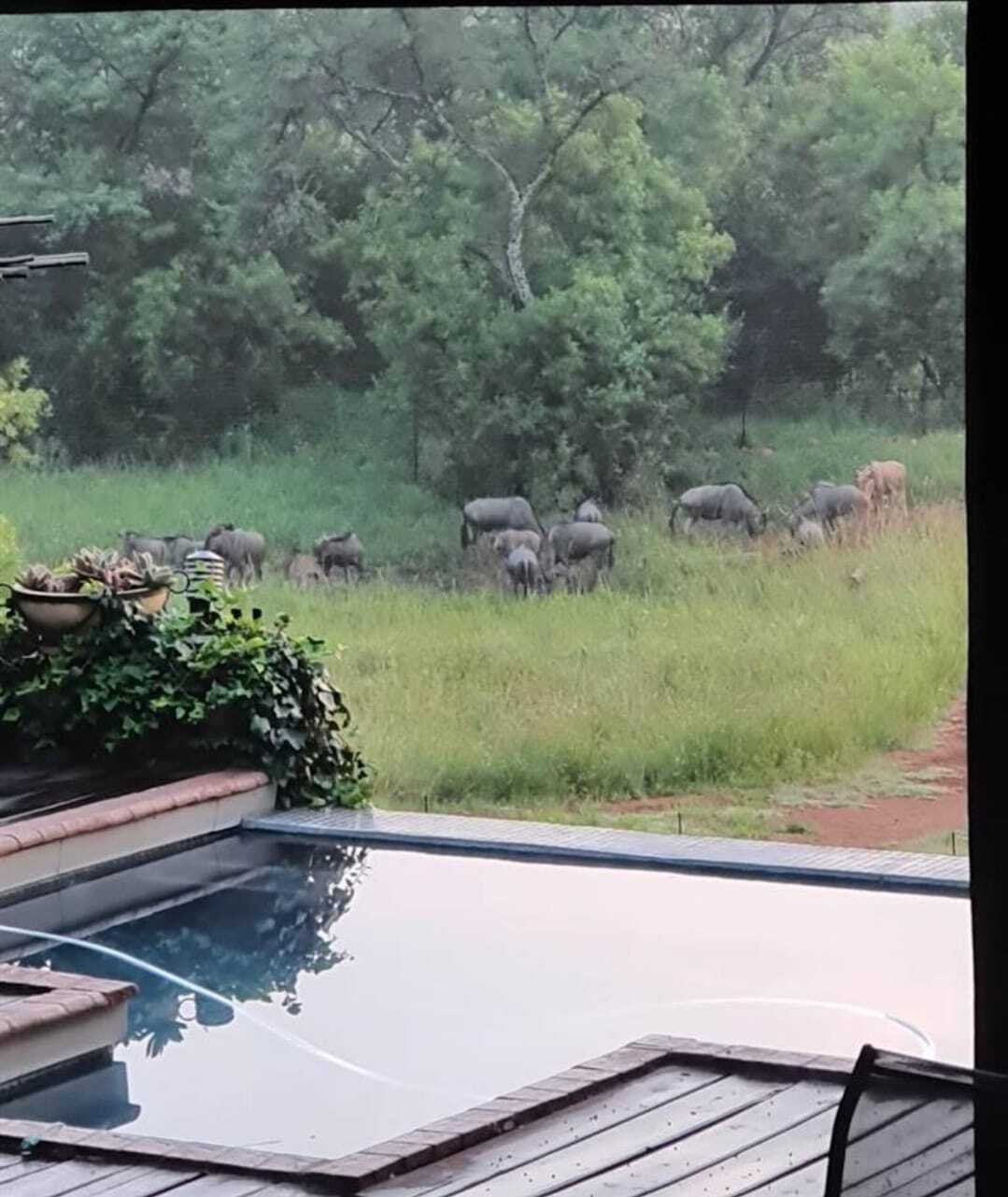 Lifestyle Game Farm For Sale In Modimolle, Limpopo, South Africa For ...