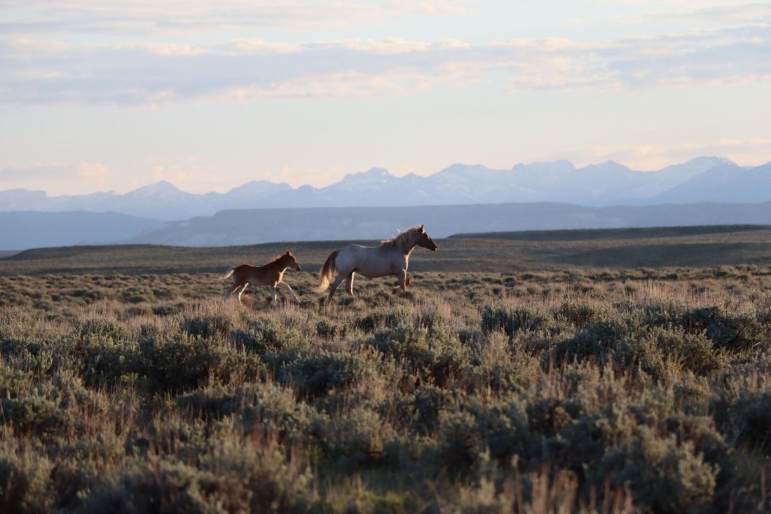 The Midland Ranch In Boulder, Wyoming, United States For Sale (16020174)
