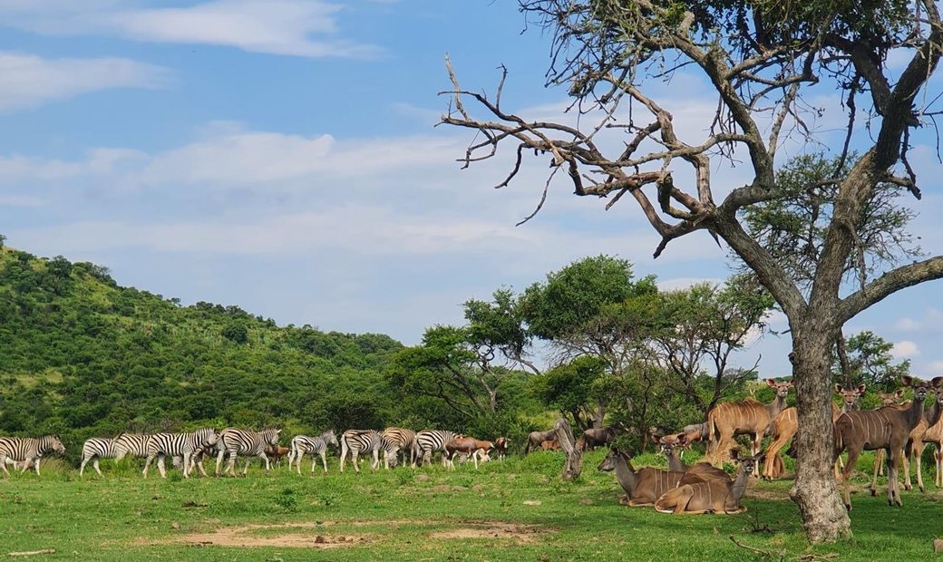 Game Farm In Estcourt With Abattoir In Estcourt, Kwa Zulu Natal, South ...