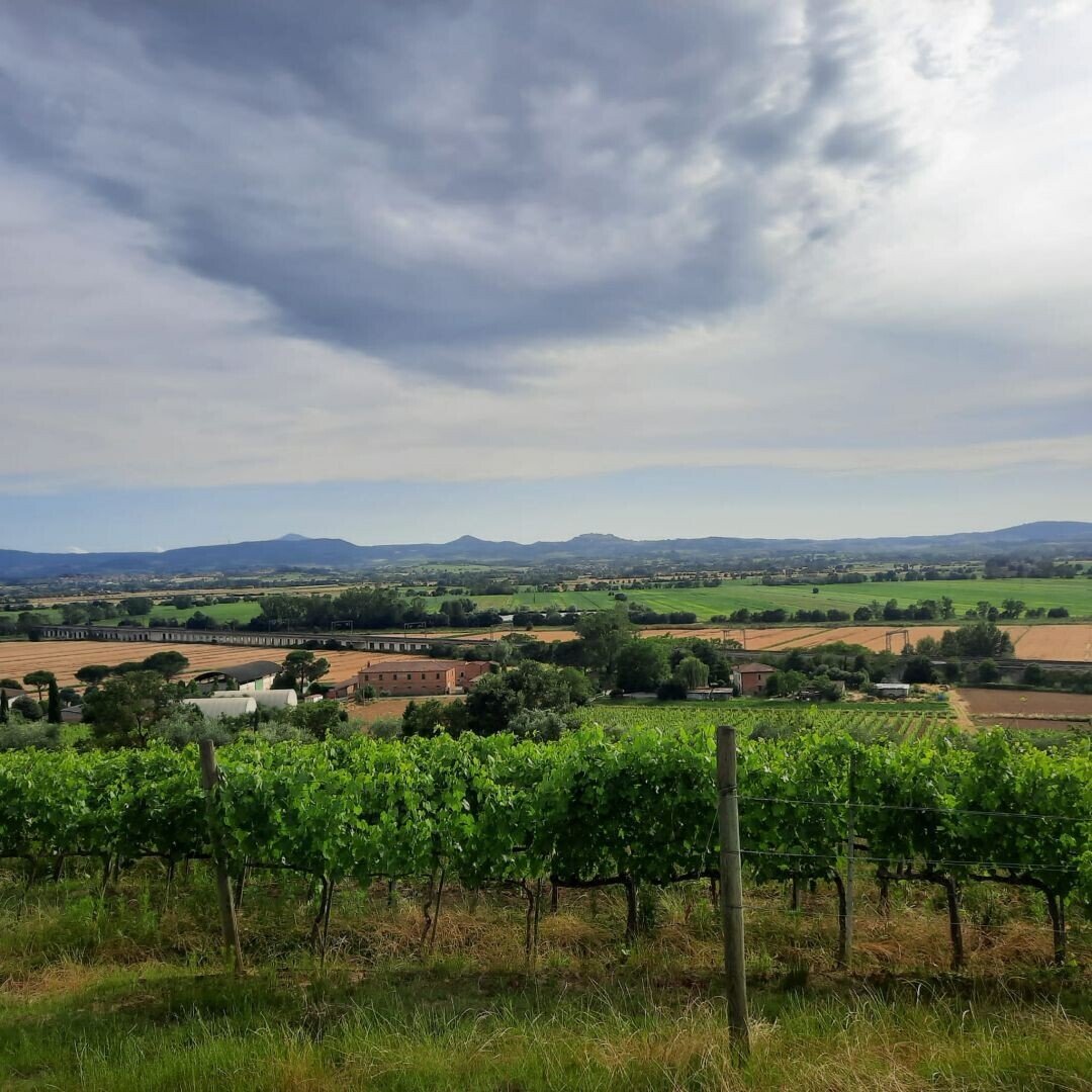Domaine Vino Nobile Di Montepulciano, Sienne Dans Valiano, Toscane ...