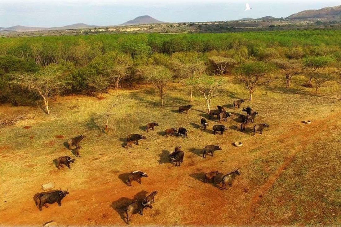 6612 Ha Game Farm Investment Near Kruger In Malelane, Mpumalanga, South ...
