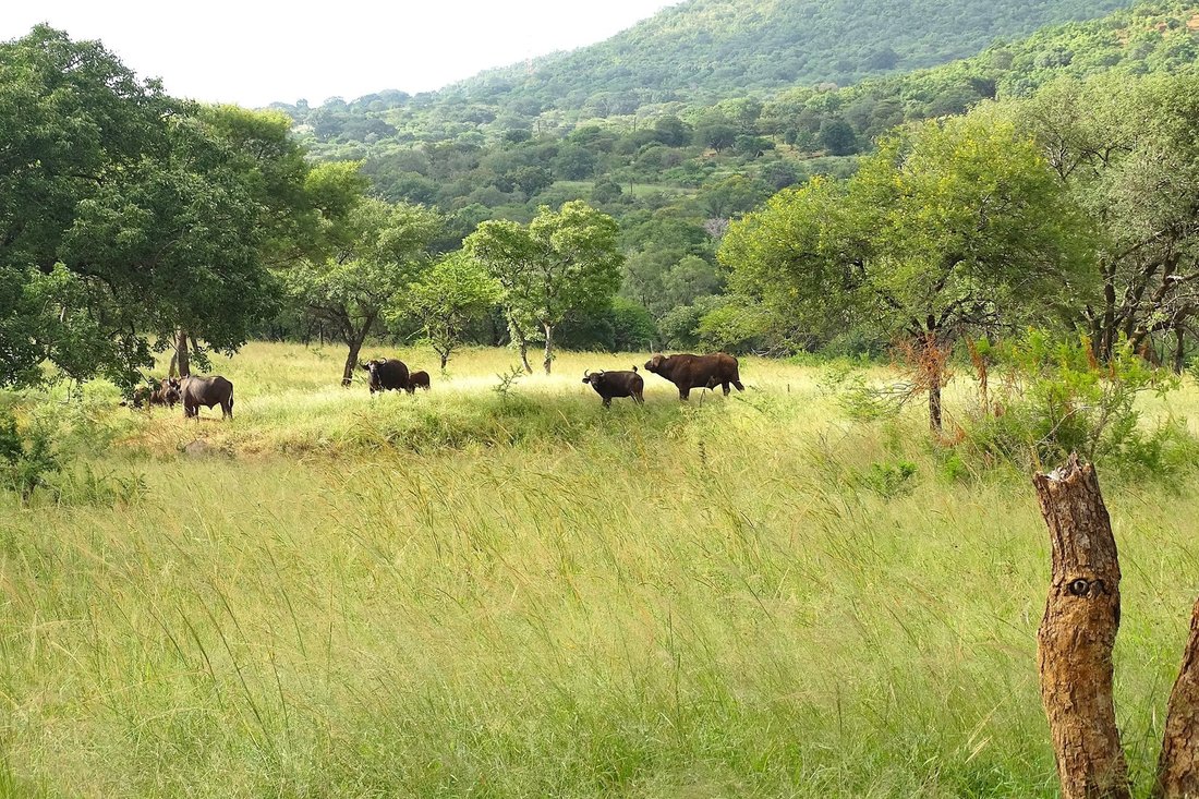 6612 Ha Game Farm Investment Near Kruger In Malelane, Mpumalanga, South ...