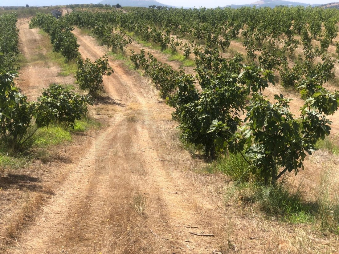 Vila Flor Farm In Vila Flor E Nabo, Portugal For Sale (16162703)