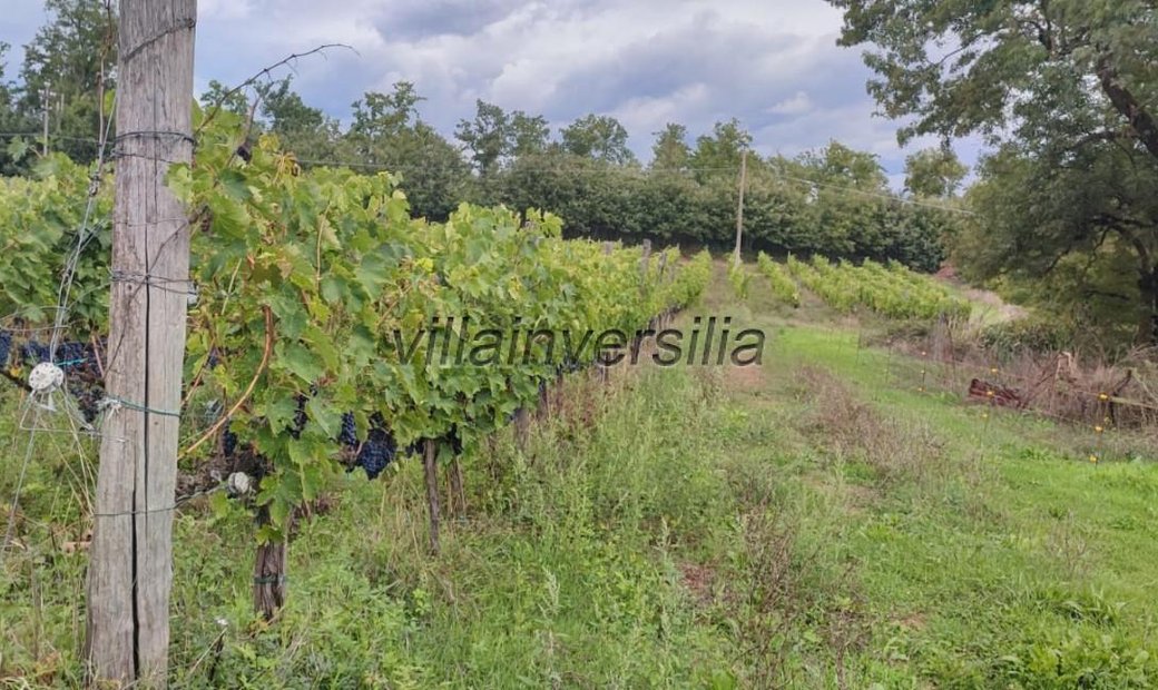 Colonia En Venta En Chiusdino (Si) En Buono En San Giusto, Toscana ...