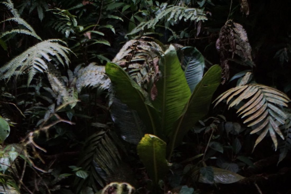 „Flucht Nach Costa In Savegre De Aguirre, Provinz Puntarenas, Costa ...