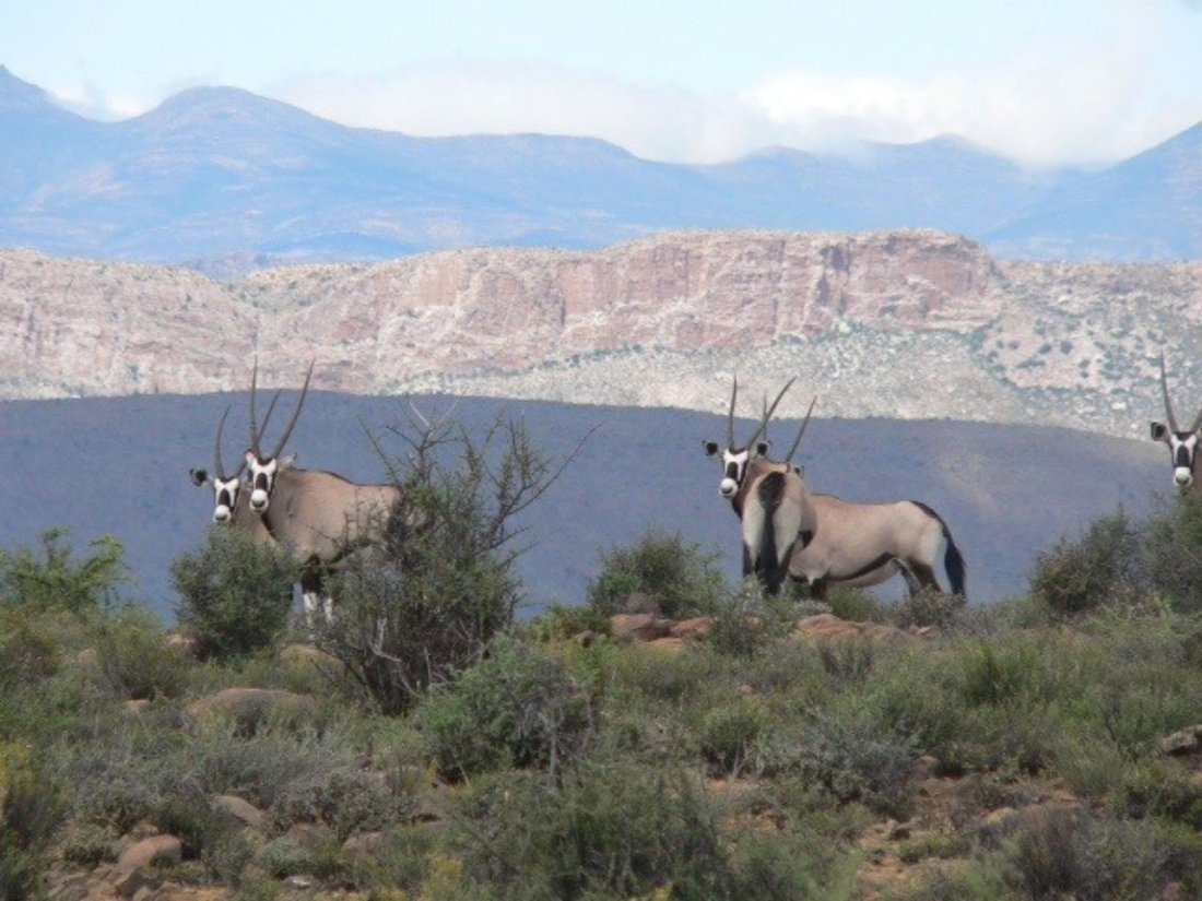 Superb Great Karoo Game Farm In Moreson, Western Cape, South Africa For ...