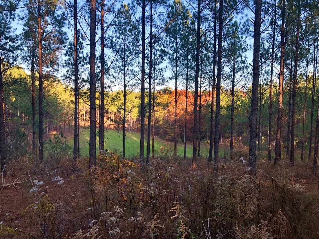 Residential In Rockford In Rockford, Alabama, United States For Sale ...