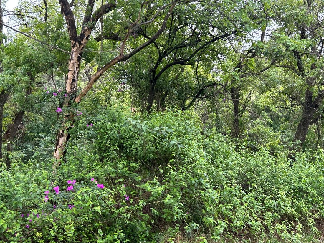 Exclusive Mandate: Stunning Prime Farm With In Tzaneen, Limpopo, South ...