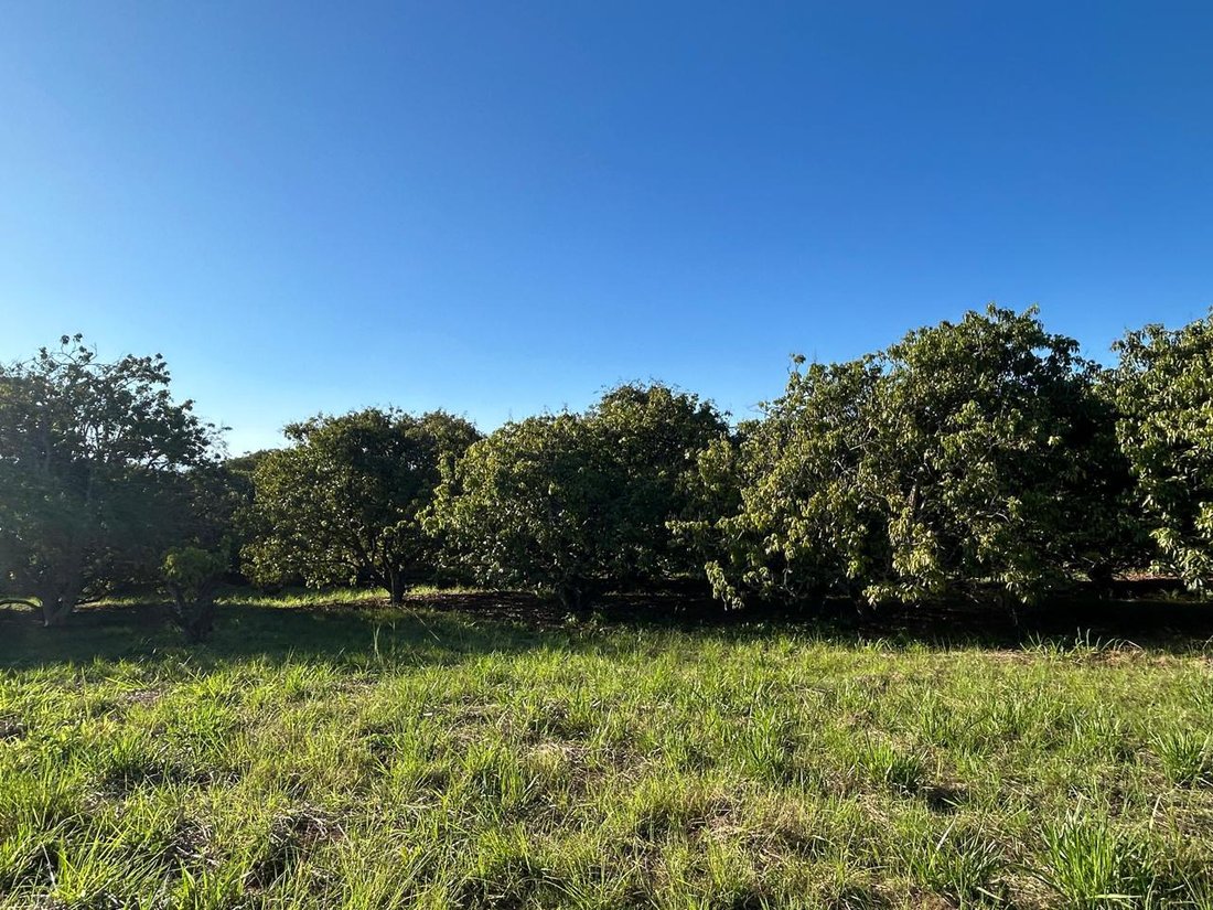 Exclusive Mandate: Stunning Prime Farm With In Tzaneen, Limpopo, South ...