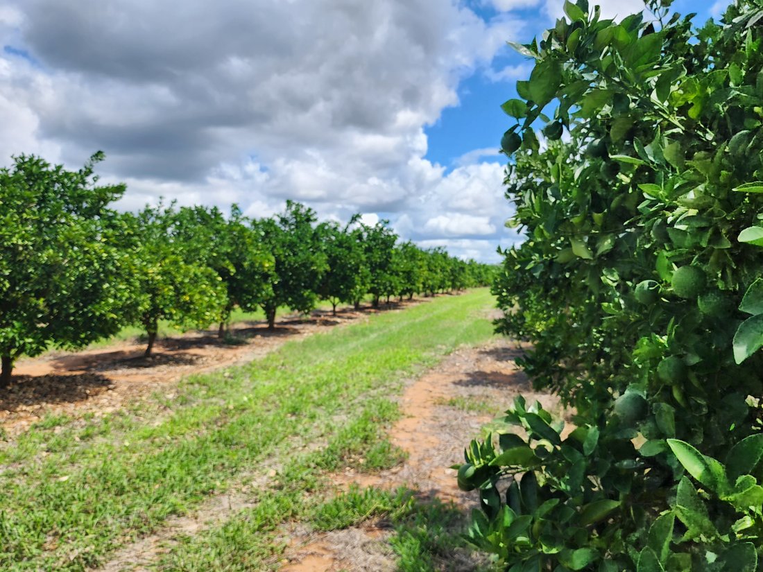 Prime Citrus Export Farm For Sale – In Musina, Limpopo, South Africa ...