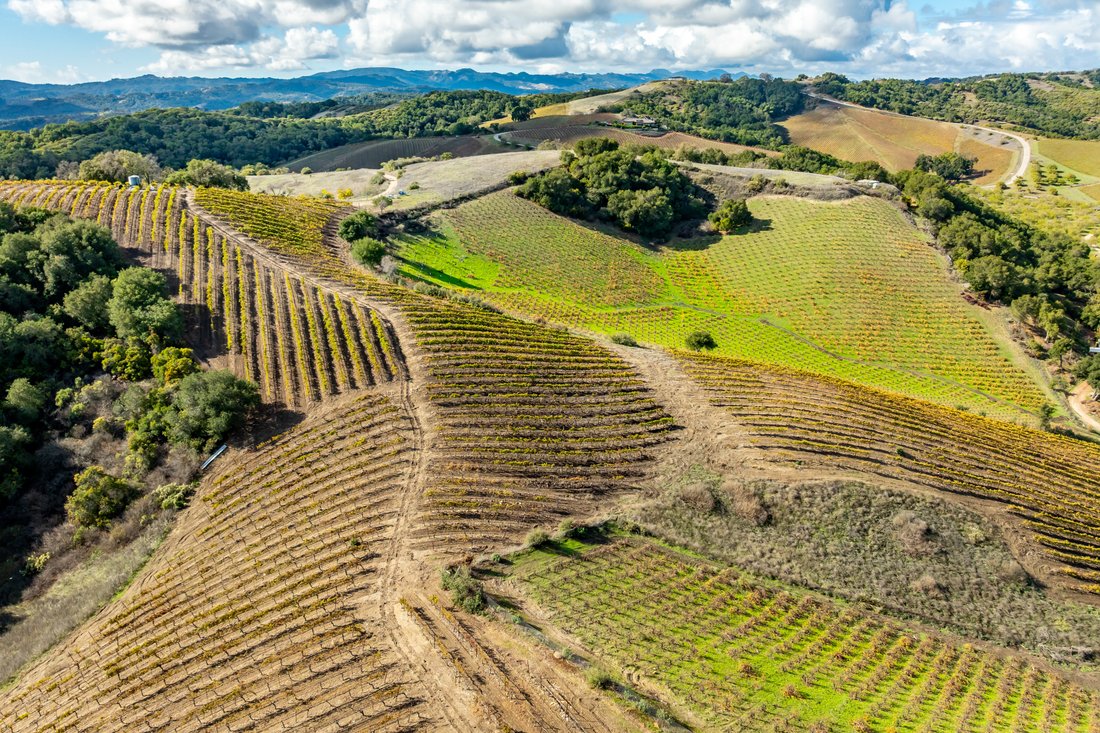 Old Bailey Vineyard Willow Creek In Paso Robles, California, United ...