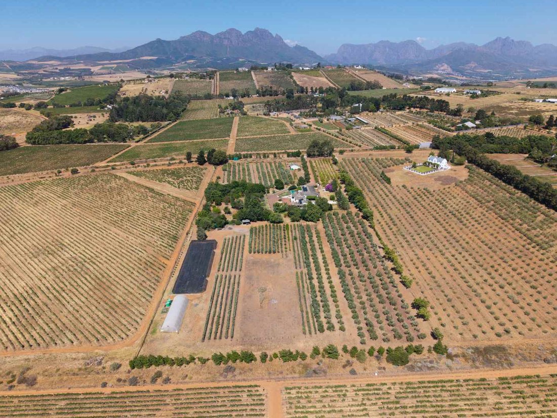 Life Style Olive Farm With En Stellenbosch, El Cabo Occidental ...
