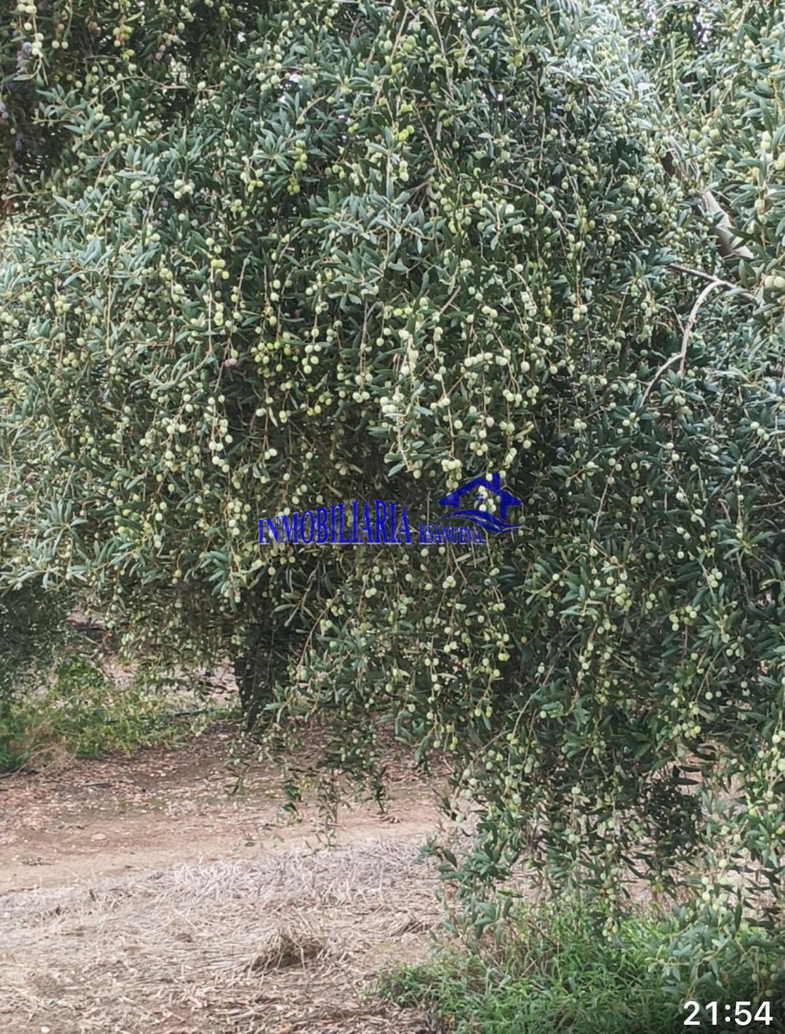 Finca Rustica Cã â³rdoba Spain In Posadas, Andalusia, Spain For Sale ...