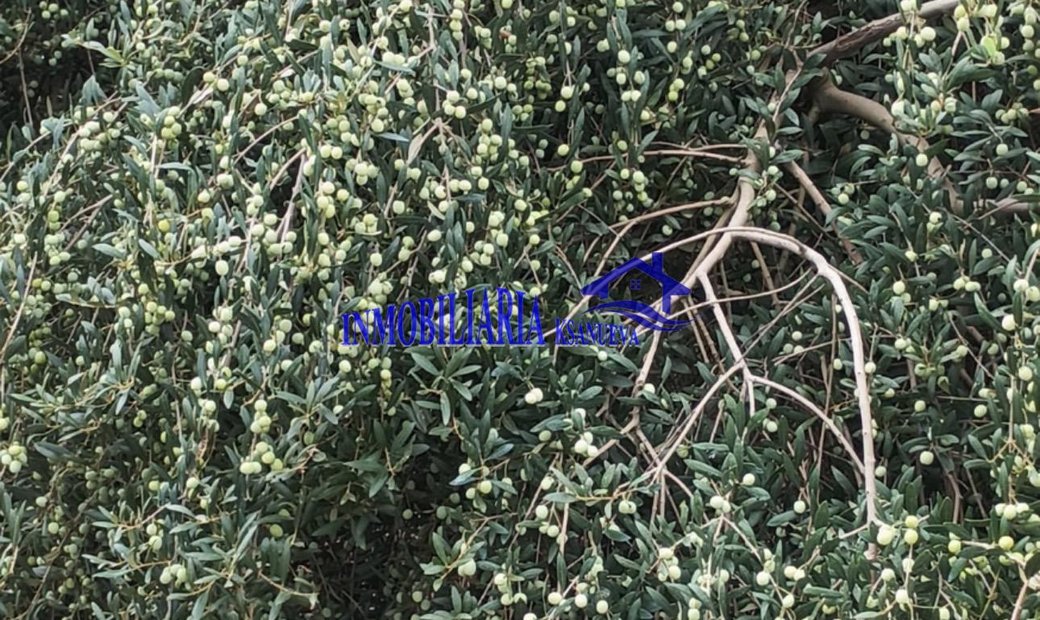Finca Rustica Cã â³rdoba Spain In Posadas, Andalusia, Spain For Sale ...