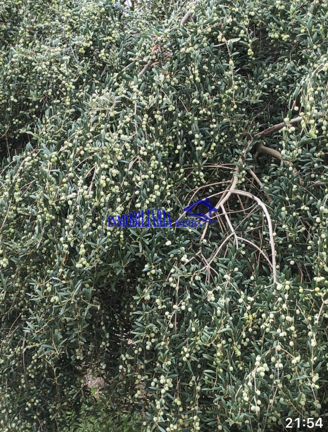 Finca Rustica Cã â³rdoba Spain In Posadas, Andalusia, Spain For Sale ...