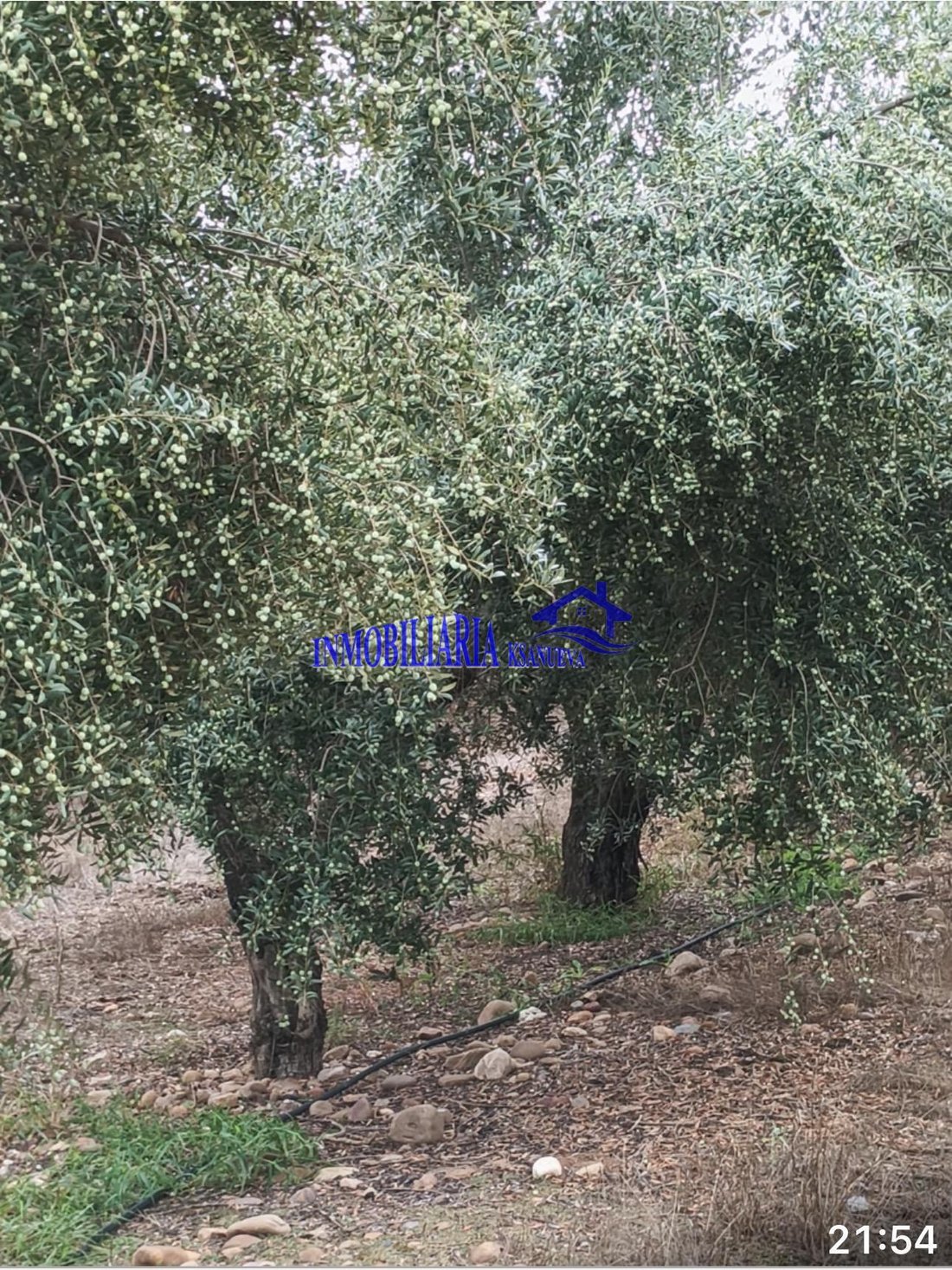 Finca Rustica Cã â³rdoba Spain In Posadas, Andalusia, Spain For Sale ...