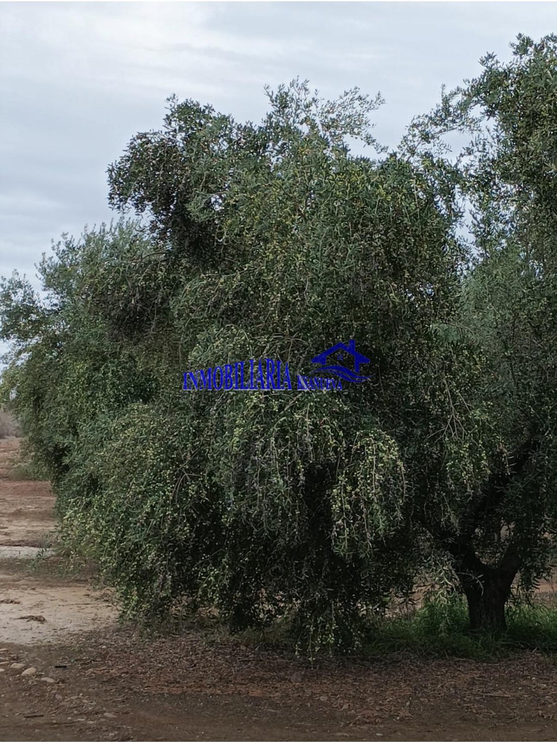 Finca Rustica Cã â³rdoba Spain In Posadas, Andalusia, Spain For Sale ...