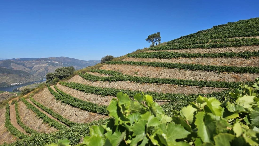 20 Hectare Farm Views Over The In Ervedosa Do Douro, Viseu, Portugal Zu ...