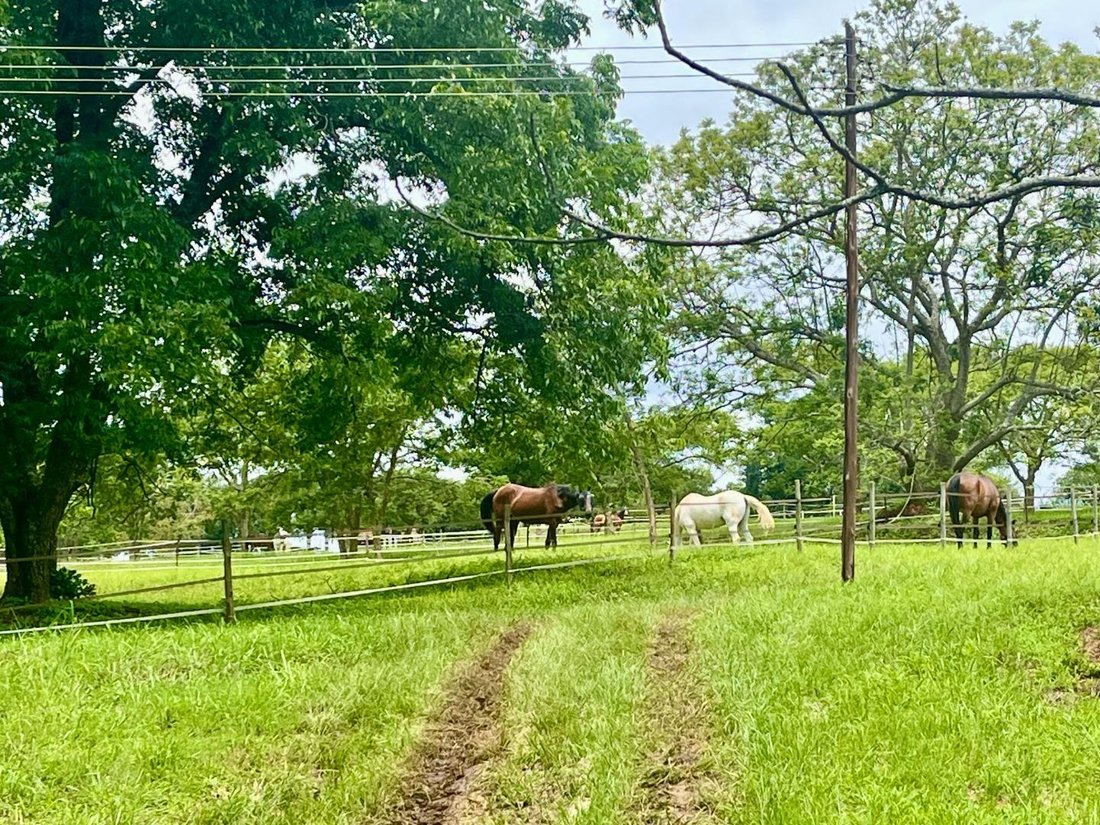 Income Generating Smallholding En Nelspruit, Mpumalanga, Sudáfrica En ...