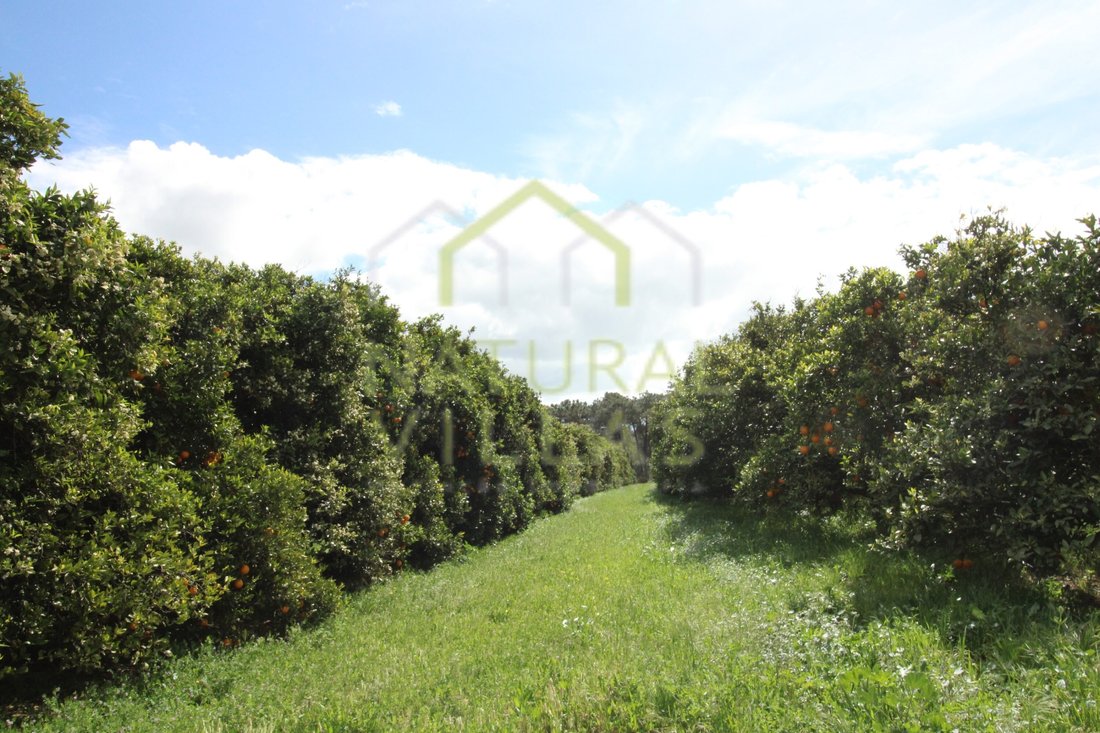 Agricultural Farm Of 7.7ha In En Faro (Se Y Sao Pedro), Algarve ...