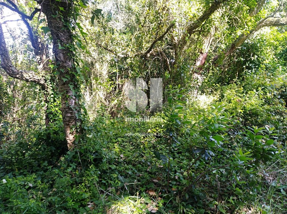 Bombarral Terrenos In Carvalhal, Leiria District, Portugal For Sale ...