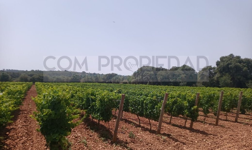 Small Wine Cellar With Plot 13,599 M2 In In Costitx, Balearic Islands ...