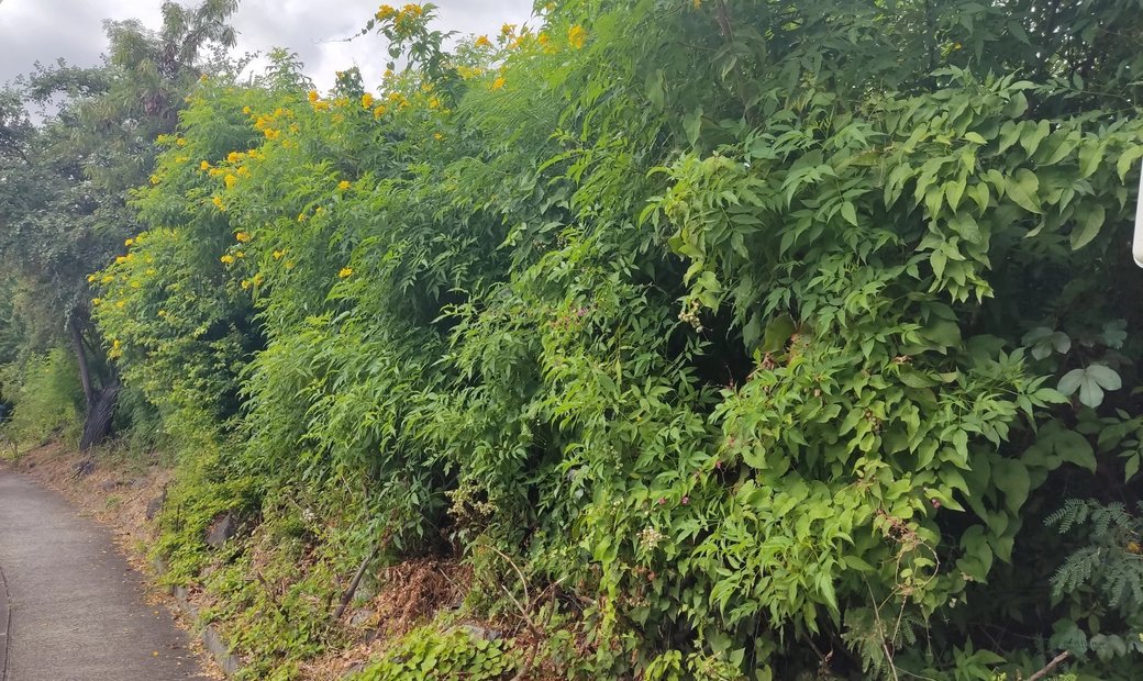 La Possession Building Land In La Possession, Saint Paul, Réunion For ...