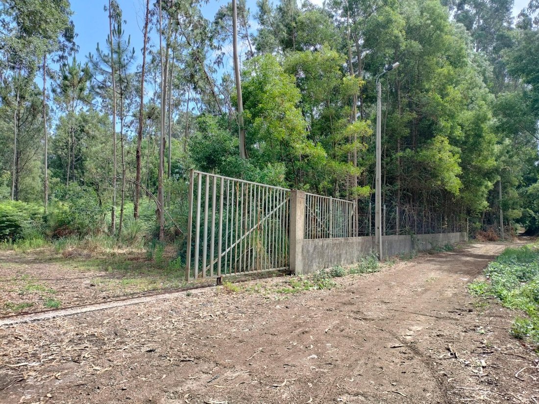 Terrains De Campagne D'espinho Dans Anta E Guetim, Aveiro, Portugal à ...