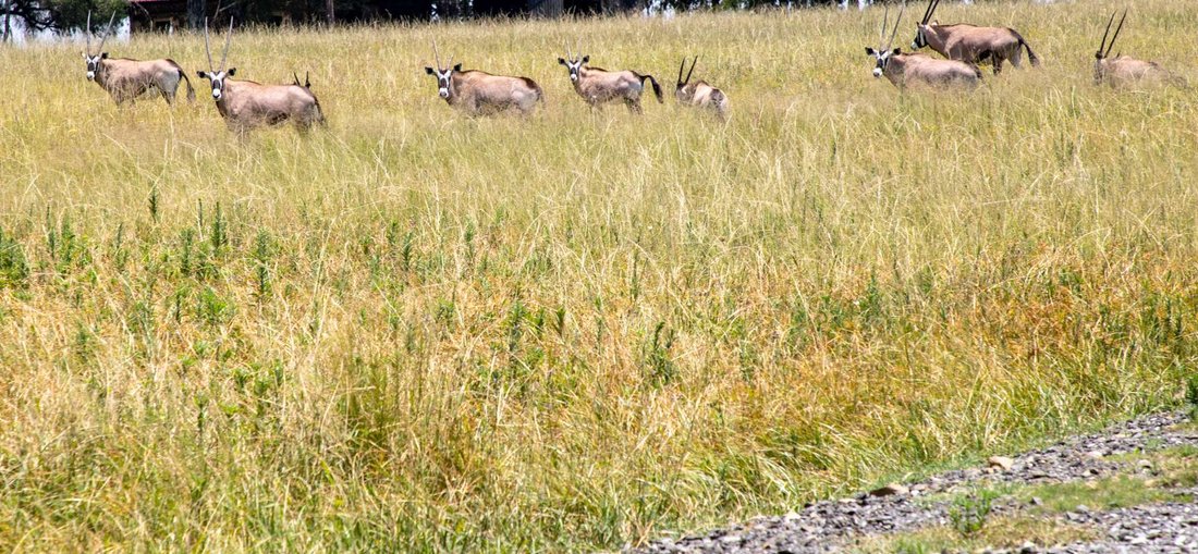 Ferme Faunique De 1 229,6705 Hectares Dans Heilbron, état Libre ...