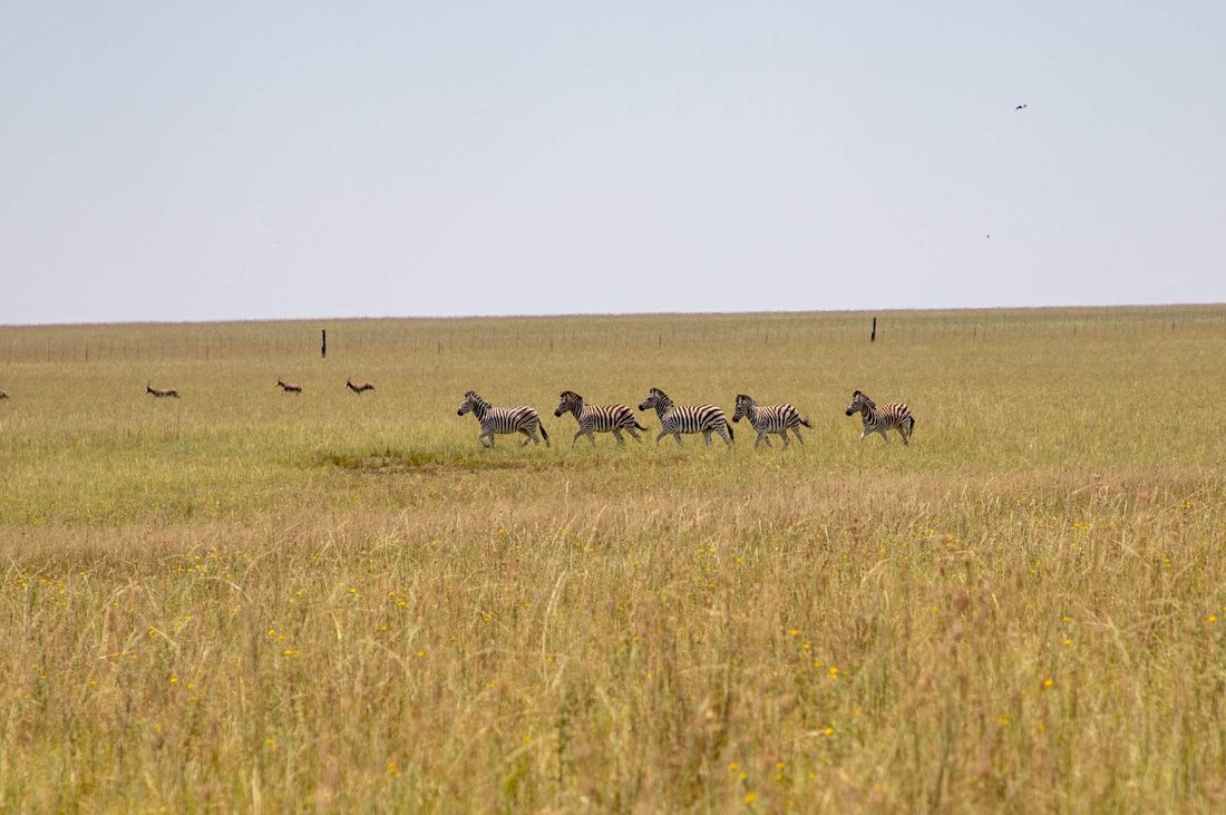 Ferme Faunique De 1 229,6705 Hectares Dans Heilbron, état Libre ...