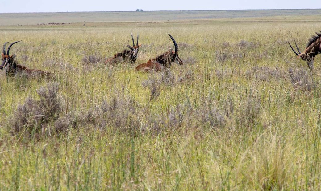 Ferme Faunique De 1 229,6705 Hectares Dans Heilbron, état Libre ...