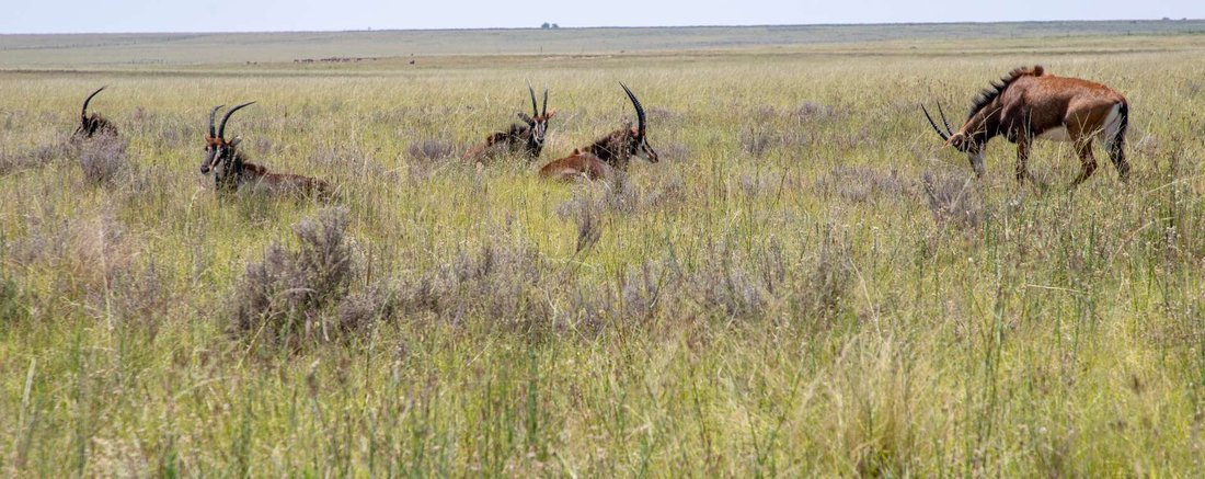 Ferme Faunique De 1 229,6705 Hectares Dans Heilbron, état Libre ...