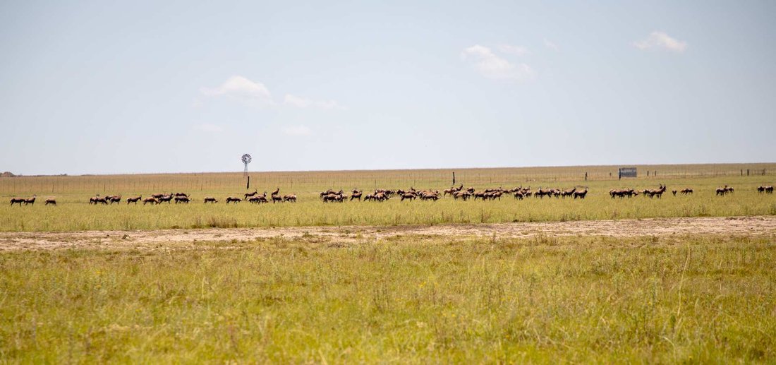 Ferme Faunique De 1 229,6705 Hectares Dans Heilbron, état Libre ...