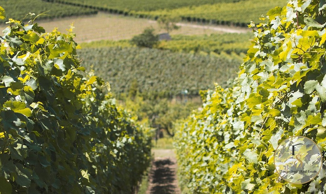 Domaine Viticole Vera Vite · Mon238 Dans Toscane, Italie à Vendre ...