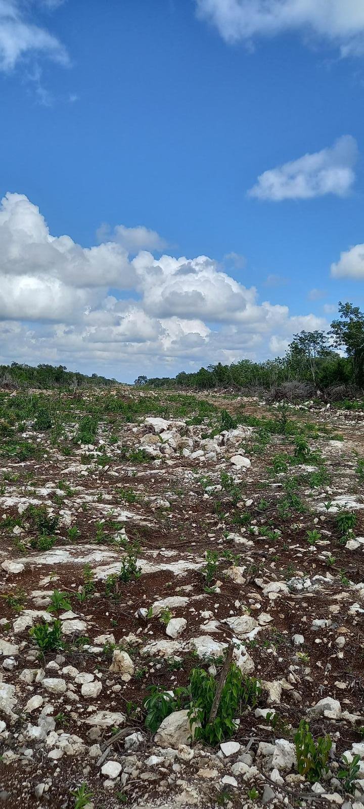 Terreno En Puerto Morelos In Puerto Morelos, Quintana Roo, Mexico For ...